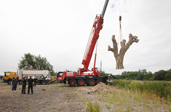 Crane Tree Removal | Sparrow Crane Hire