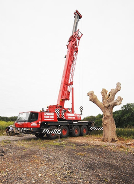 Crane lift of a 6 ton Ash Tree for relocation for Owl Centre, Hempsted ...